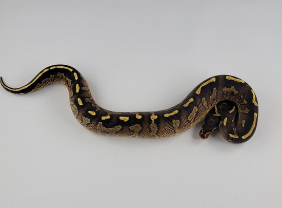Super Asphalt Ball Python by ML Exotics
