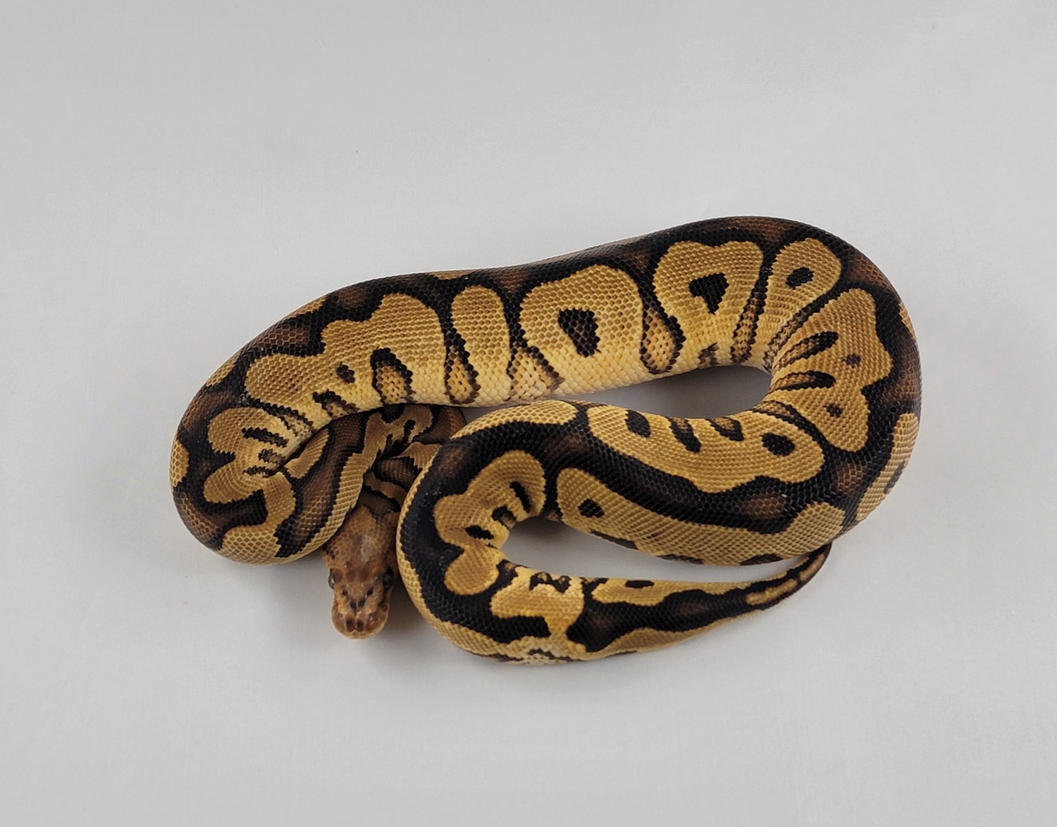 Yellow Belly Clown Ball Python by ML Exotics - MorphMarket