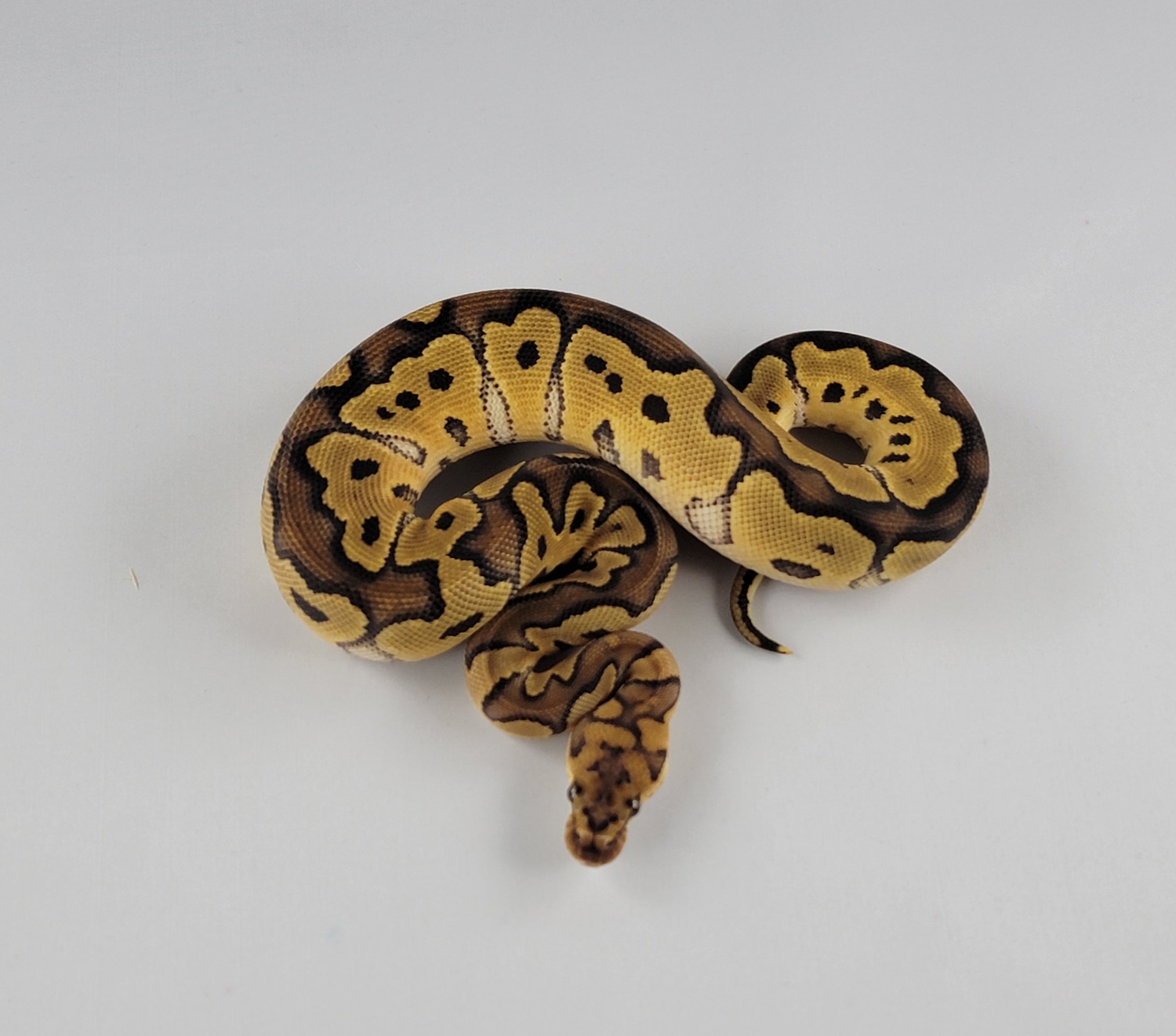 Clown Ball Python by ML Exotics - MorphMarket