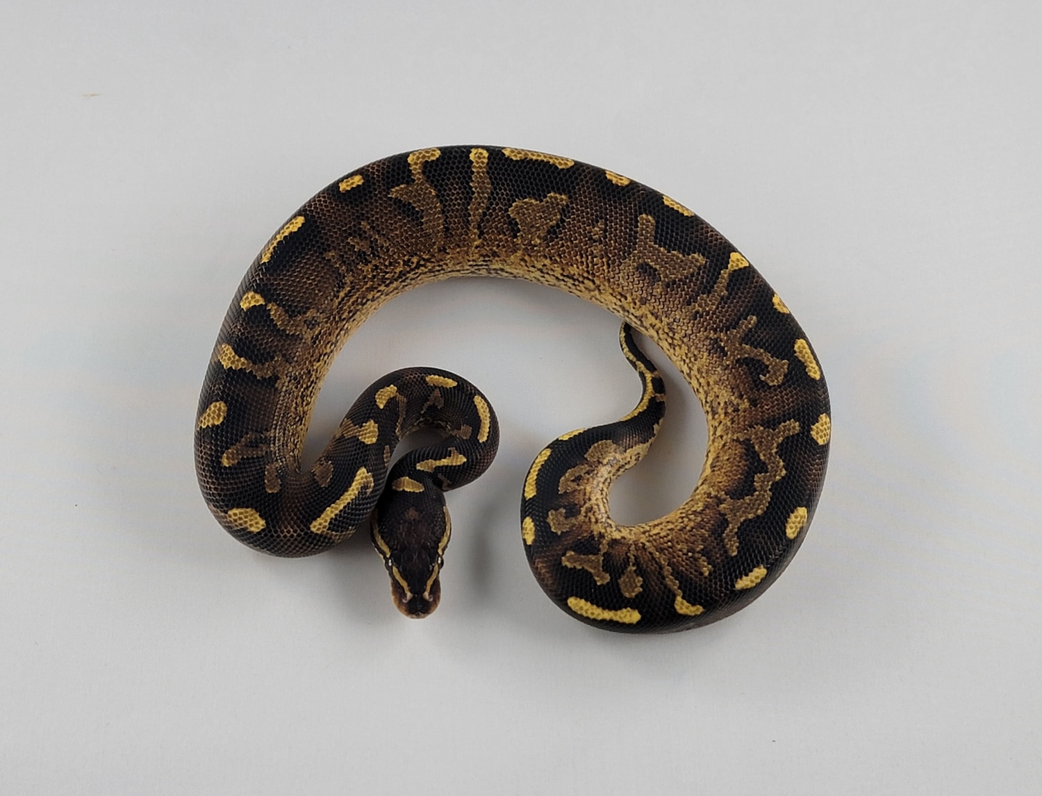 Super Asphalt Ball Python by ML Exotics - MorphMarket