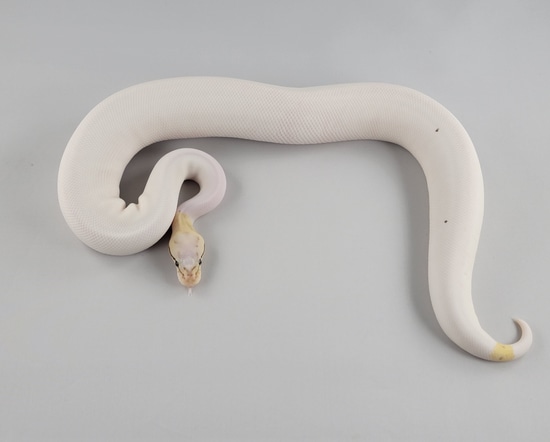 Vanilla Scream Pied Ball Python by ML Exotics