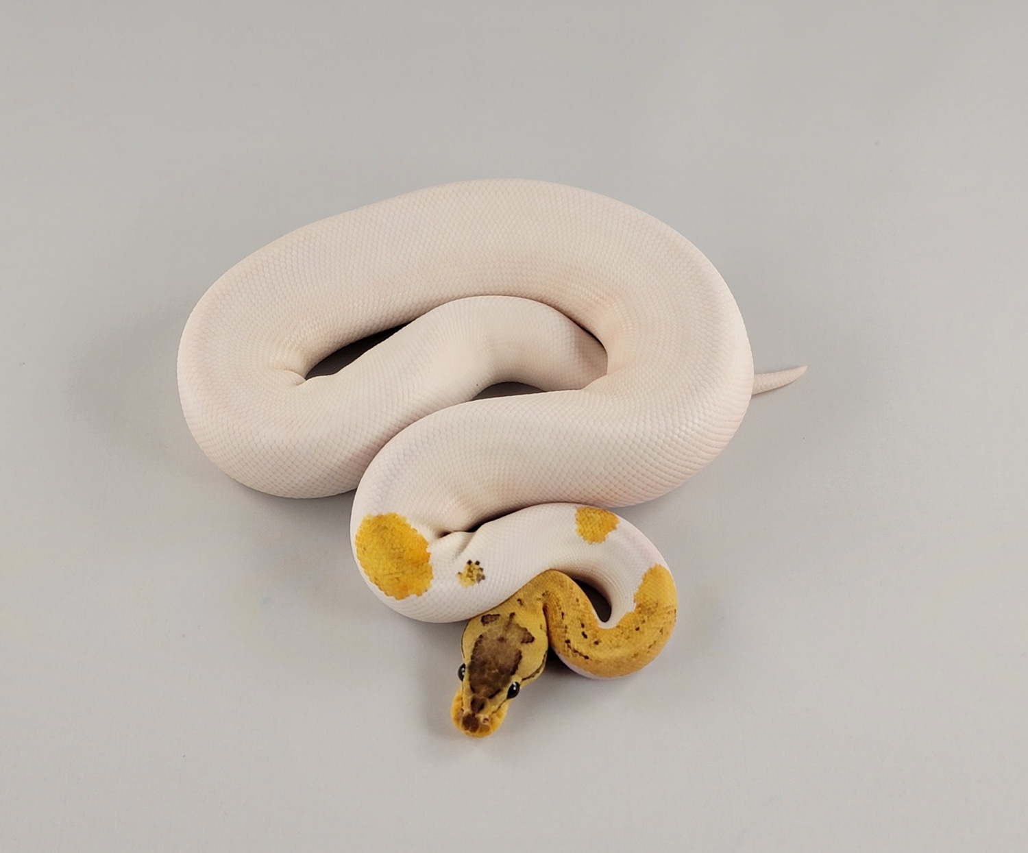Enchi Lemon Blast YB Pied Ball Python by ML Exotics - MorphMarket