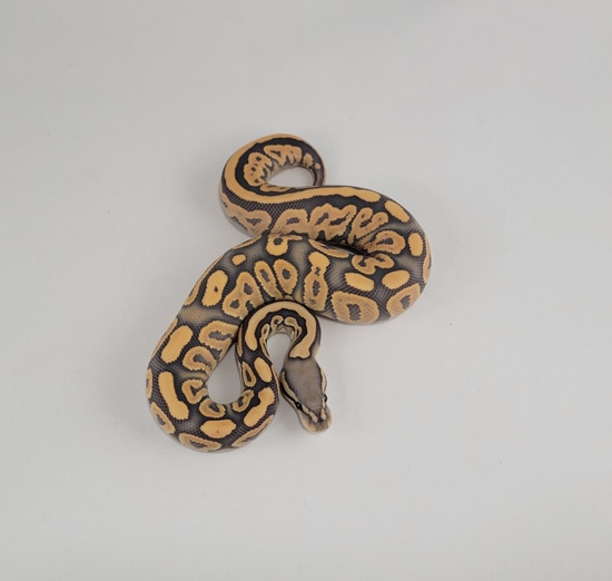 Black Pastel Hypo Desert Ghost 66%Het Pied Ball Python by ML Exotics