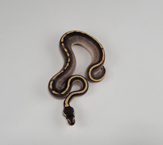Super Ghi Mojave Ball Python by ML Exotics