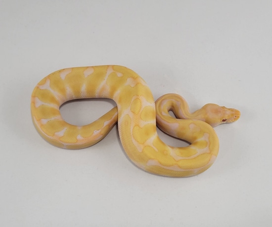 Enchi Candy / Candino Ball Python by ML Exotics