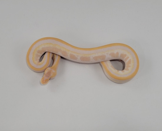 Mojave Leopard Lavender Ball Python by ML Exotics