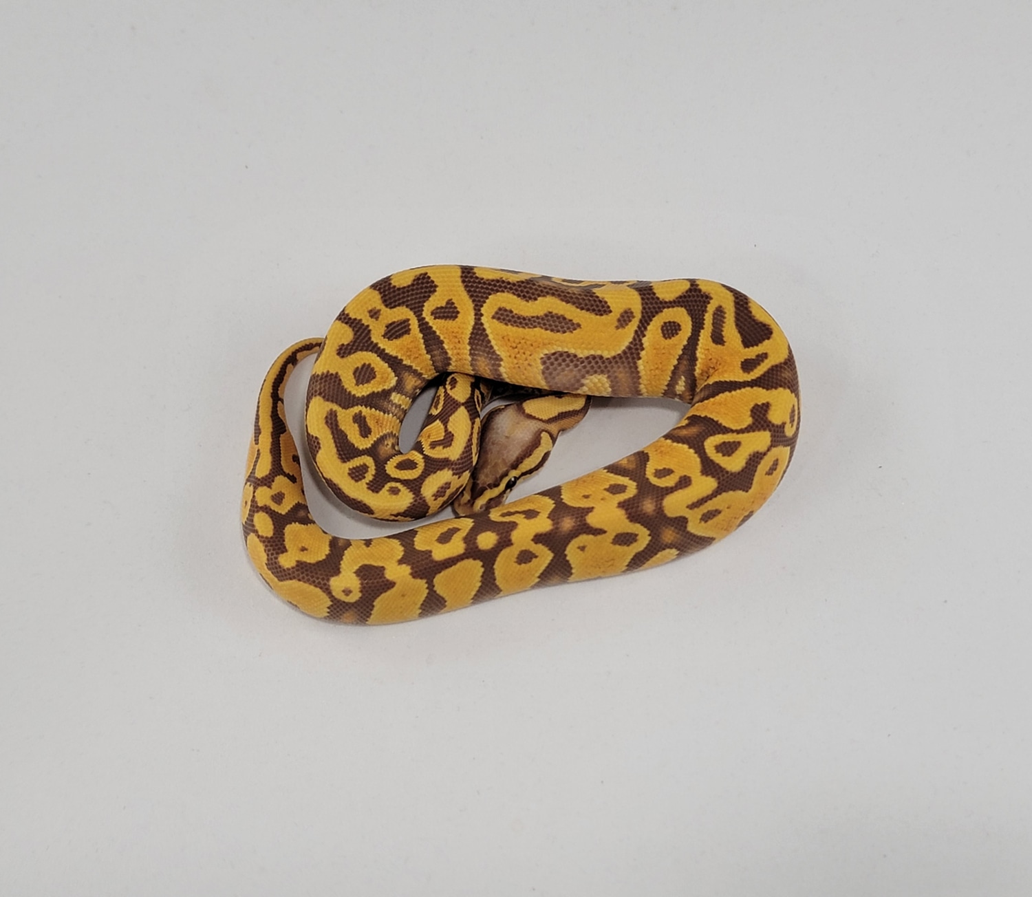 Pastel Yb Ultramel Ball Python by ML Exotics - MorphMarket