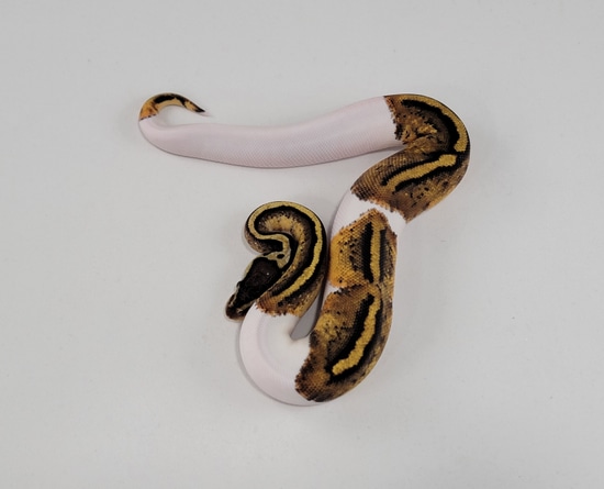 Pastel Pied Het Lavender Ball Python by ML Exotics