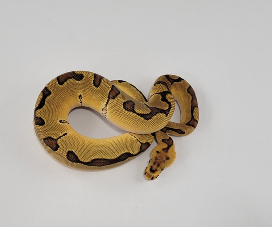 Enchi Clown Het Desert Ghost Het Hypo Ball Python by ML Exotics
