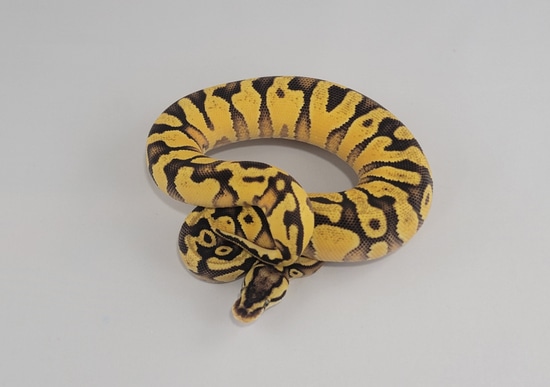 Pastel Enchi Yb Het Clown Ball Python by ML Exotics