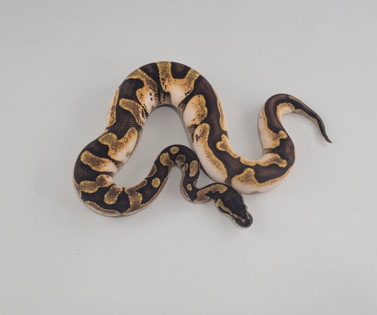 Enchi Sugar Het Black Axanthic Ball Python by ML Exotics