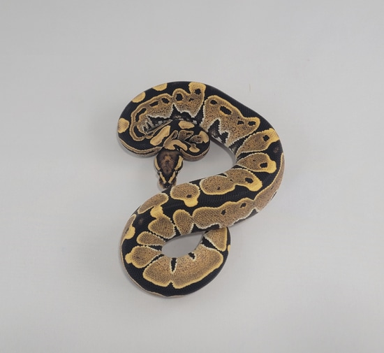 White Lace Ball Python by ML Exotics