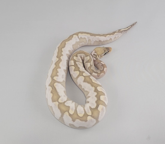 Pastel Bamboo Calico Hypo Ball Python by ML Exotics