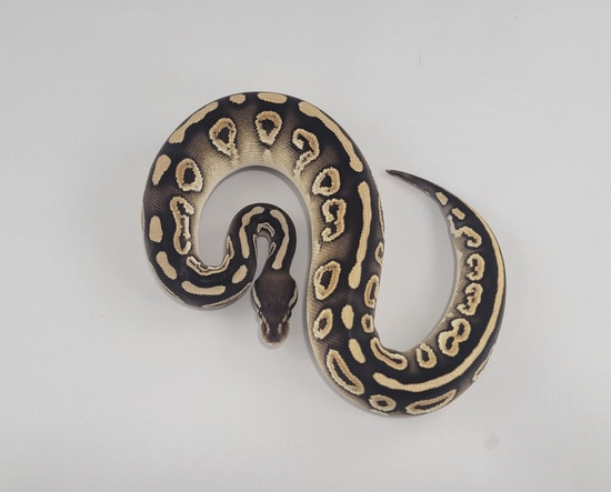 Black Pastel Mojave Yb Het Clown Ball Python by ML Exotics