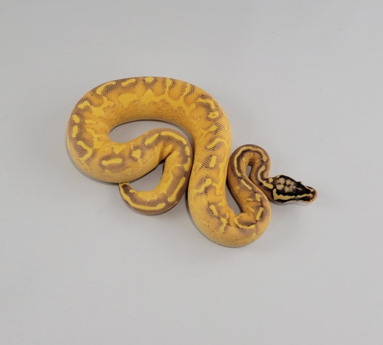 Pastel Enchi Freeway Ball Python by ML Exotics