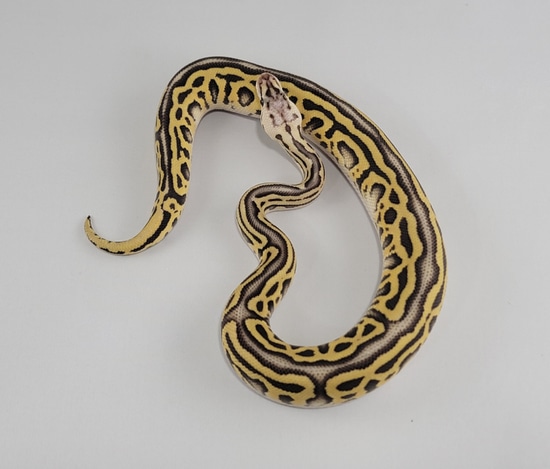 Super Pastel Leopard Crypton Ball Python by ML Exotics