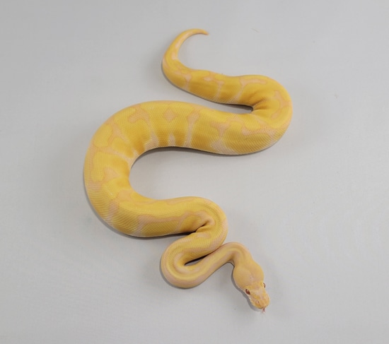 Enchi Candino Ball Python by ML Exotics