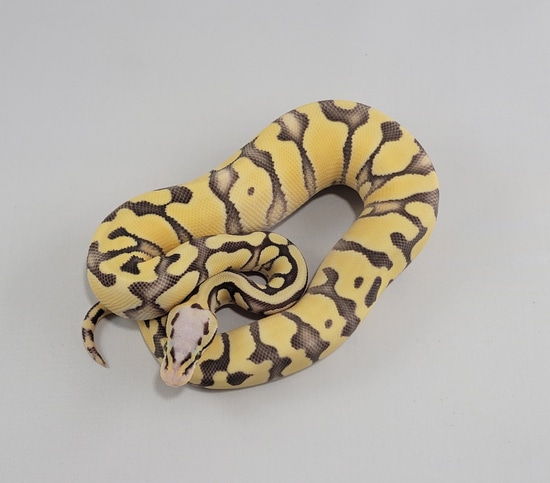 Super Pastel Enchi Desert Ghost Het Hypo Ball Python by ML Exotics