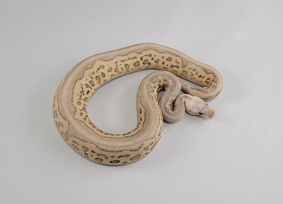 Pewter Leopard Hypo Clown Ball Python by ML Exotics