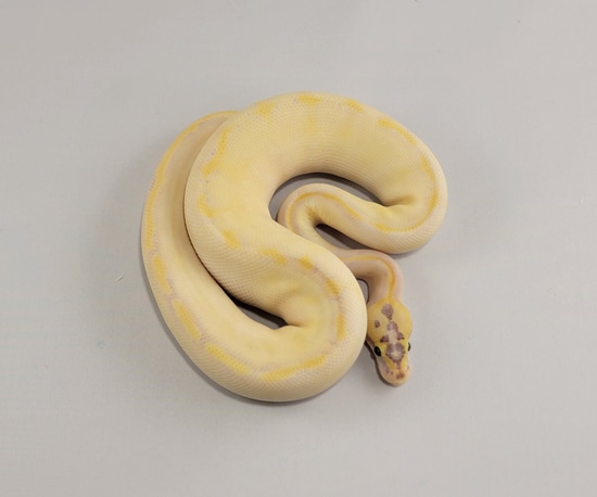 Super Enchi Pastel Ivory Poss Fire Ball Python by ML Exotics