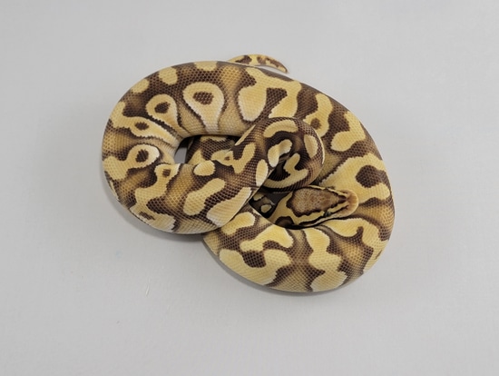 Pastave Enchi Het Ultramel Het Clown Ball Python by ML Exotics