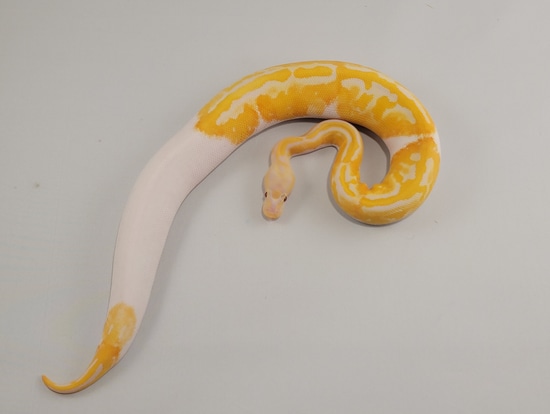 Pastel Dreamsicle Ball Python by ML Exotics