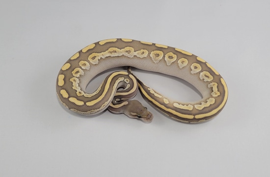 Hypo Lesser Mahogany Ball Python by ML Exotics