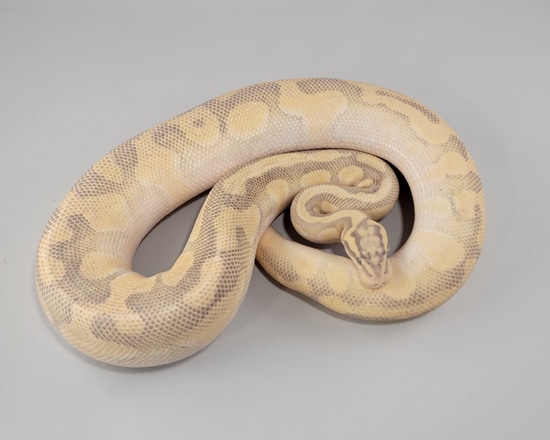 Pastel Enchi Lesser Hypo Het Desert Ghost Ball Python by ML Exotics