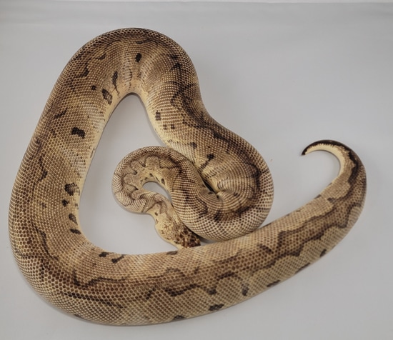 Pastel Clown Ball Python by ML Exotics