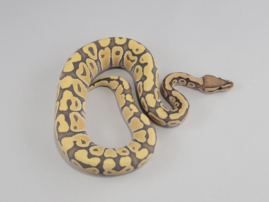 Hypo Desert Ghost Het Clown Ball Python by ML Exotics