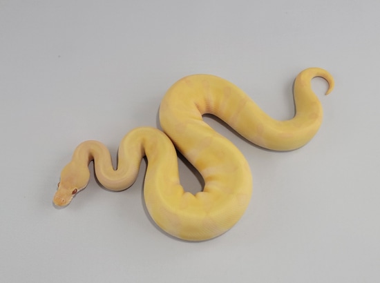 Super Enchi Candino / Candy Ball Python by ML Exotics