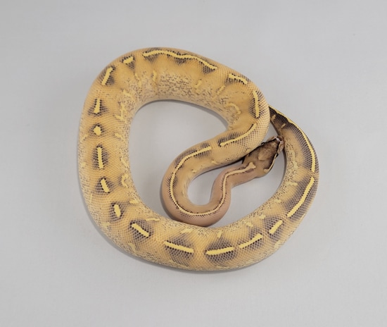 Highway Ball Python by ML Exotics