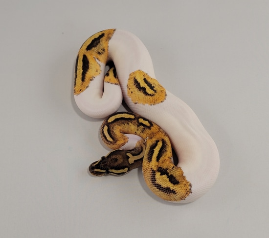 Fire Pied Ball Python by ML Exotics