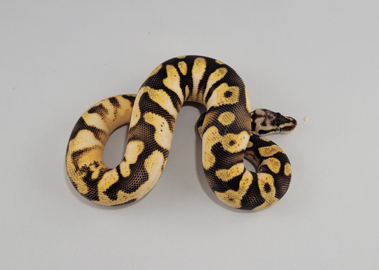 Pastel Enchi Calico Asphalt Ball Python by ML Exotics