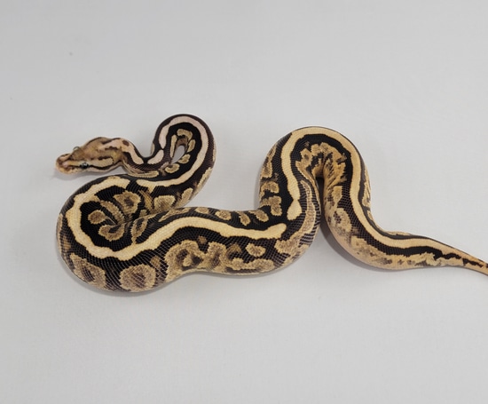 Black Pastel Yb Fire Spotnose Ball Python by ML Exotics