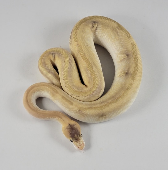 Champagne Combo Ball Python by ML Exotics