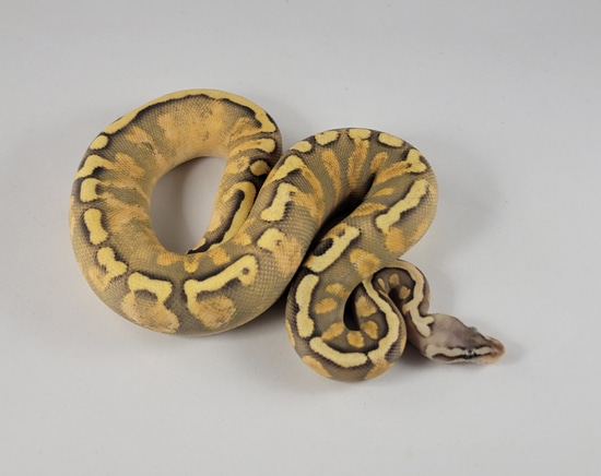 Pastel Calico Ghi Hypo Ball Python by ML Exotics