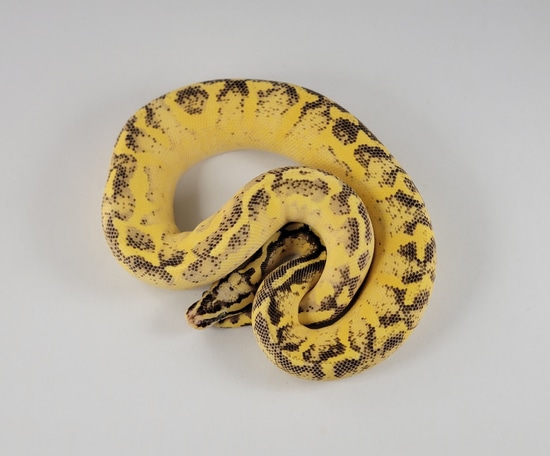 Pastel Enchi Freeway Ball Python by ML Exotics