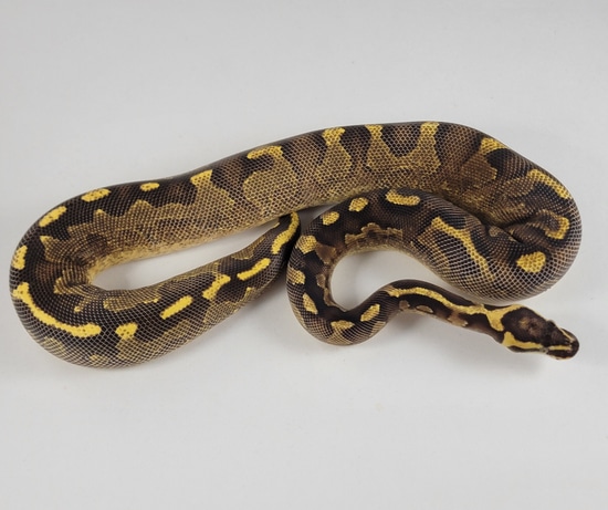 Enchi Super Asphalt Ball Python by ML Exotics