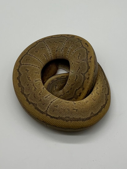 Hypo Pinstripe Het Desert Ghost Ball Python by ML Exotics