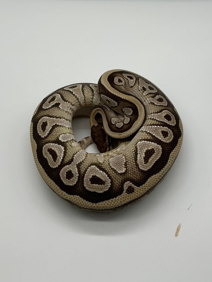 Mojave Het Axanthic Het Pied Het Hypo Het Clown Poss Het Desert Ghost ...