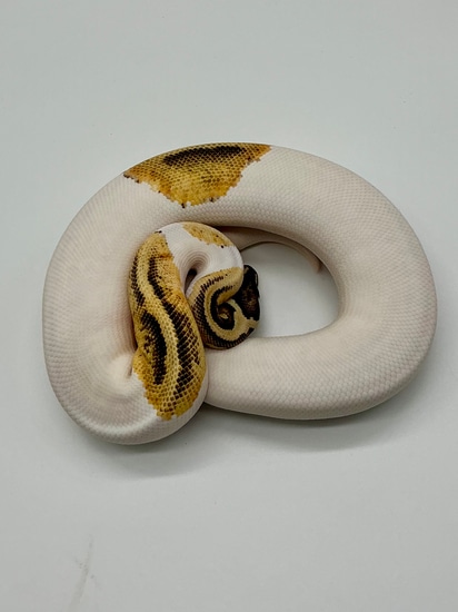 Firefly Pied Ball Python by ML Exotics