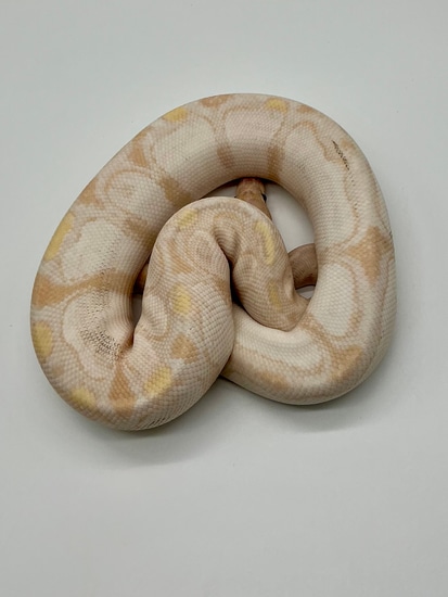 Super Banana Calico Ball Python by ML Exotics