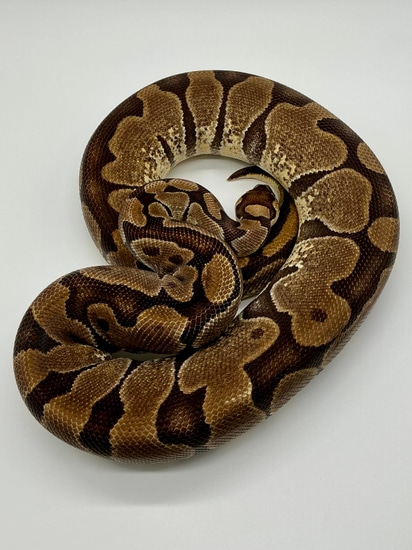 Enchi Het Lavender Ball Python by ML Exotics