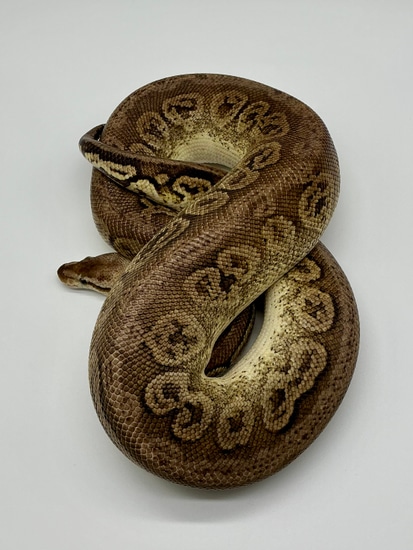 Black Pewter Het Ghost Het Clown Ball Python by ML Exotics