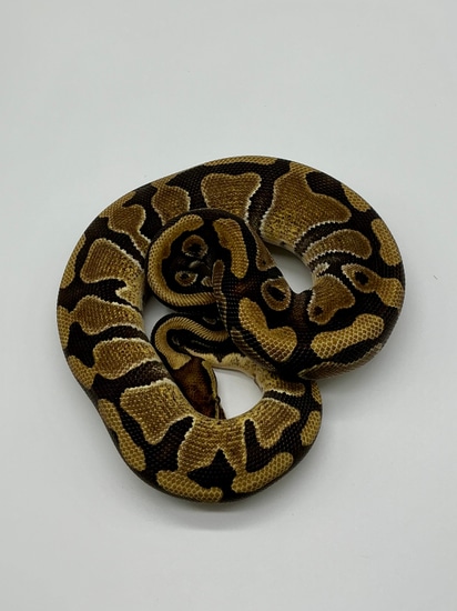 Enchi Het Desert Ghost Het Hypo Het Clown Het Pied Ball Python by ML ...