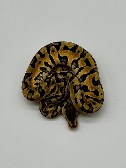 Pastel Puzzle Het Hypo Ball Python by ML Exotics