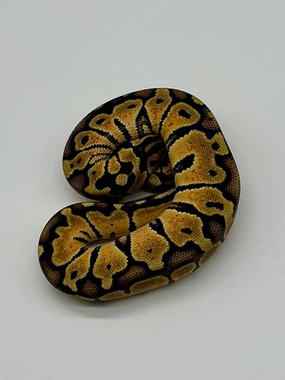 Pastel Het Puzzle Het Hypo Ball Python by ML Exotics