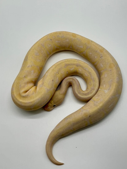 Pastel Super Banana Ball Python by ML Exotics