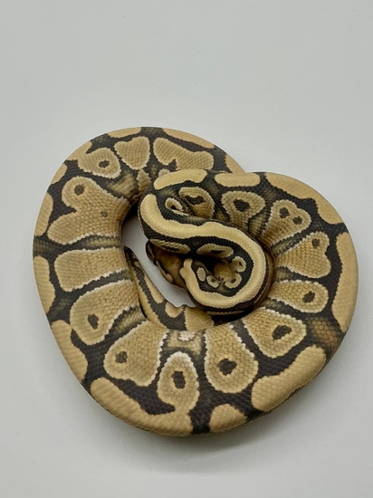Hypo Desert Ghost Ball Python by ML Exotics